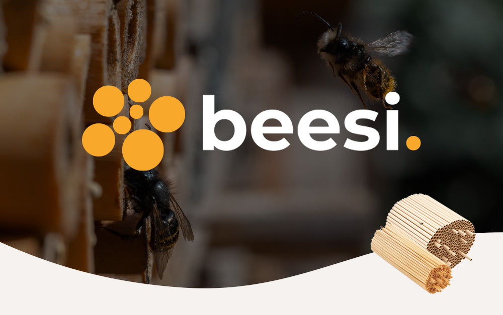 Beesi Biene GmbH – Glückliche Bienen, summende Gärten